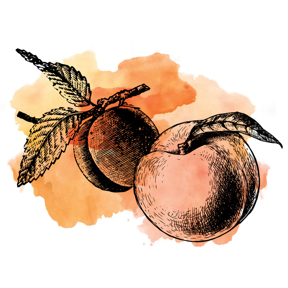 Sour Apricot Peach | Edmunds Oast Brewing Co
