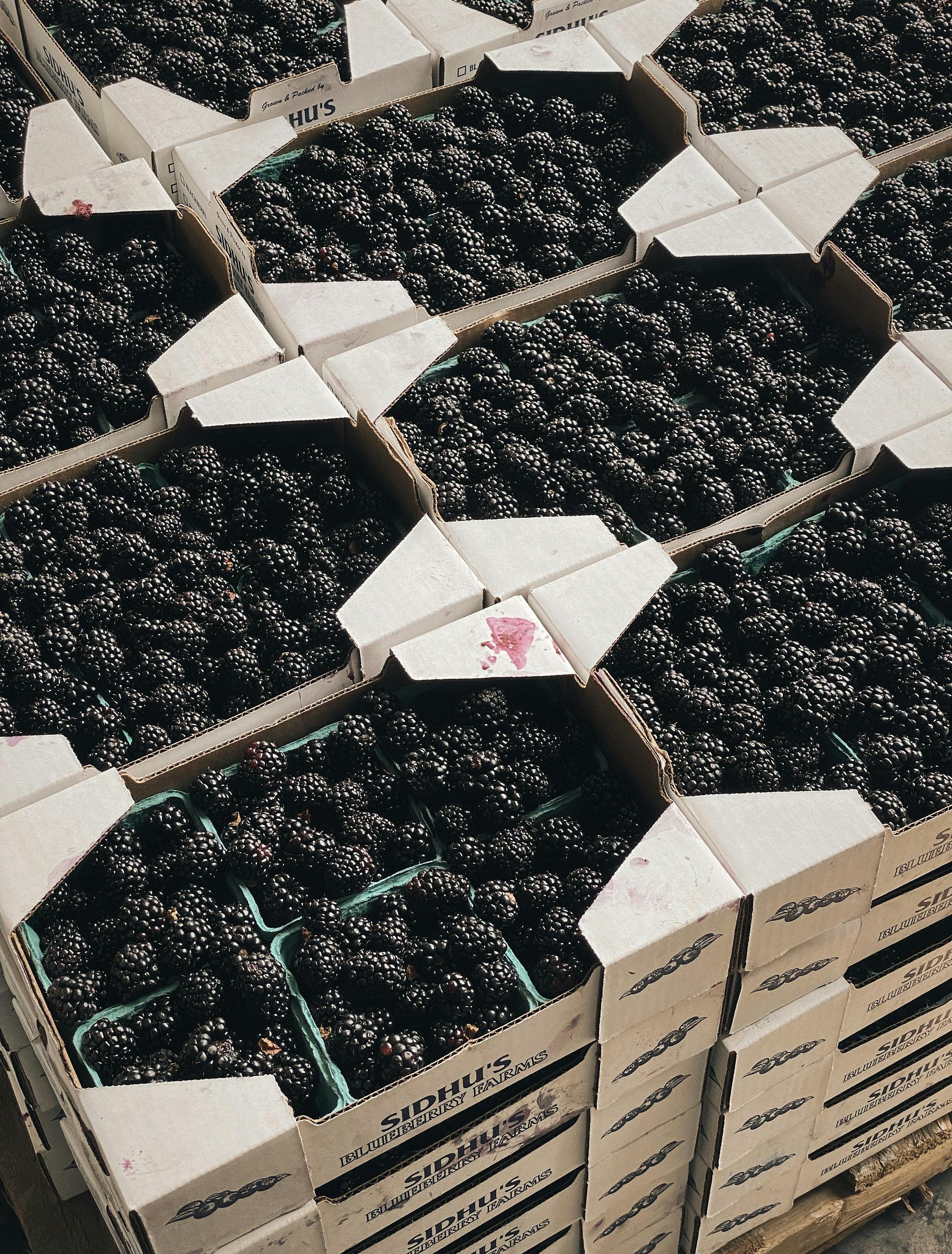 ‘Farmhouse Piquette’ and the potential of second-use fruit | Fair Isle ...