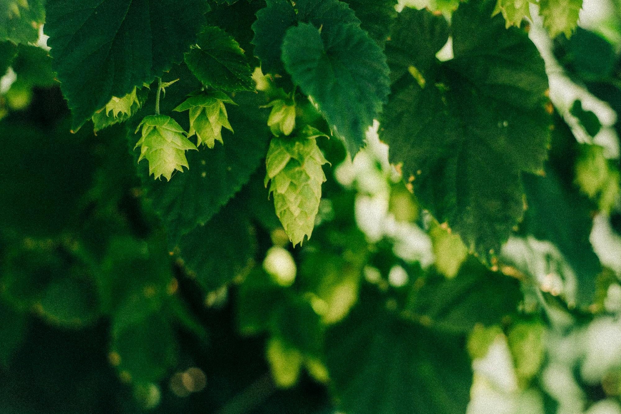 Our Story | Fair State Brewing Cooperative