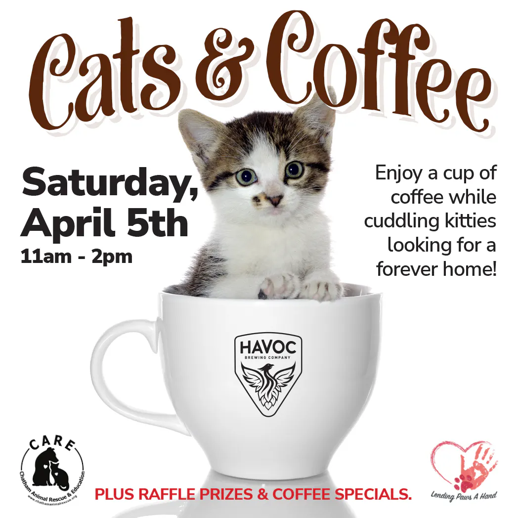 Cats & Coffee | Havoc Brewing