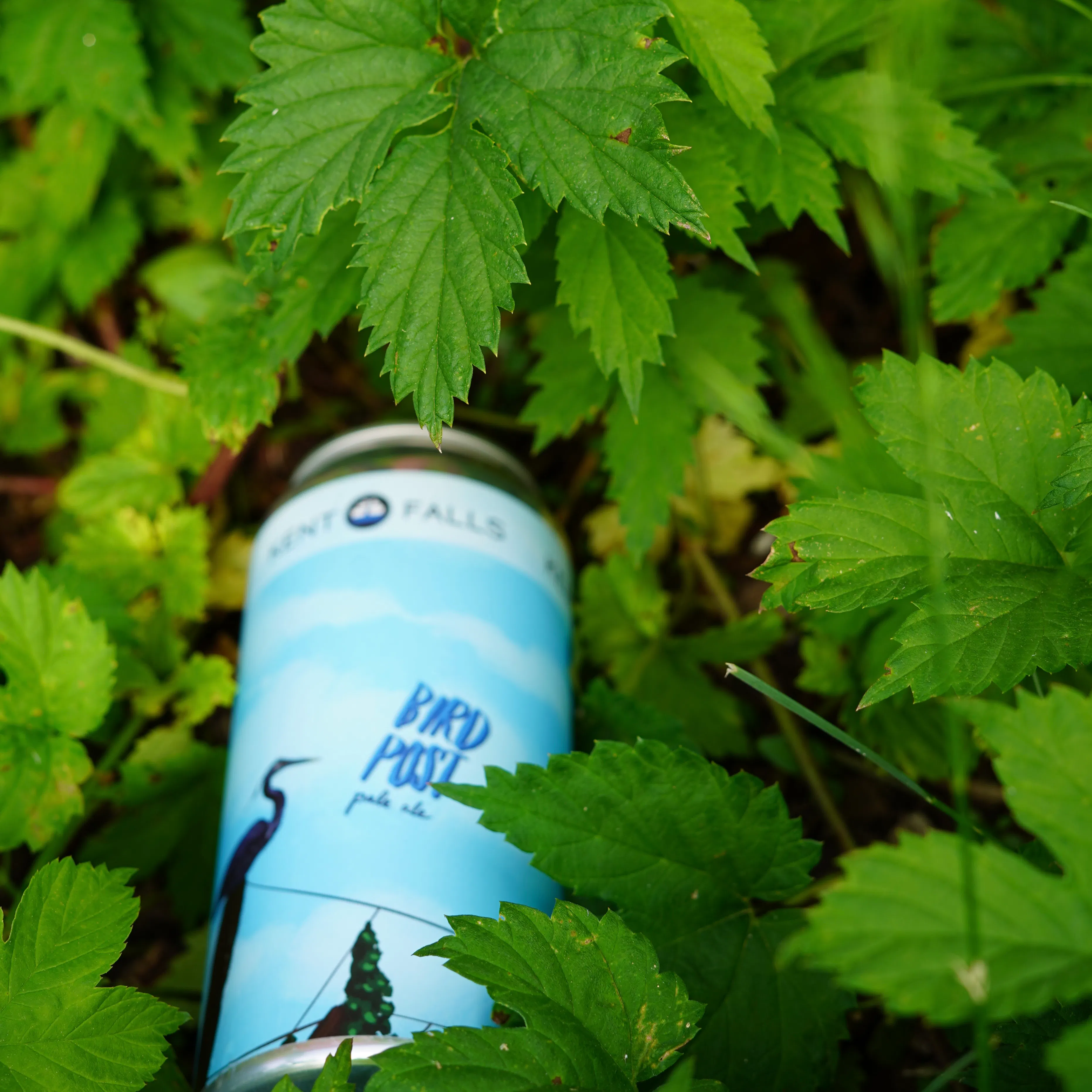 New Beer: Bird Post | Kent Falls Brewing Co